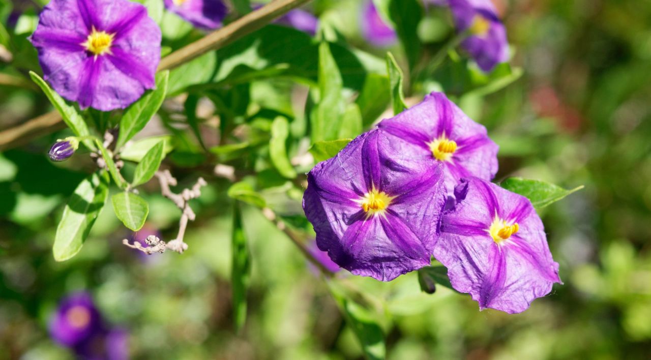 Mavi Çalı Nasıl Yetiştirilir - Ali Botanik